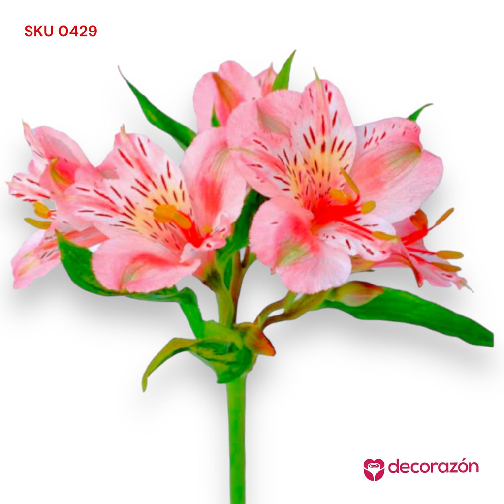 Astromelia Rosa adicional – Florería Decorazon